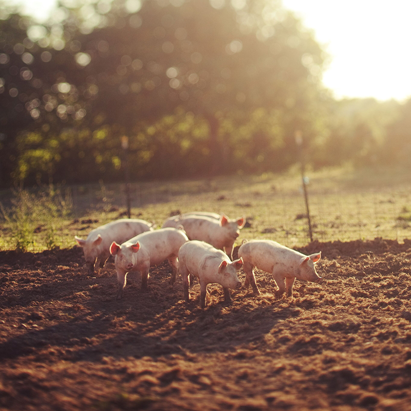 GalSafe pigs: FDA approves first genome-altered animal for human ...